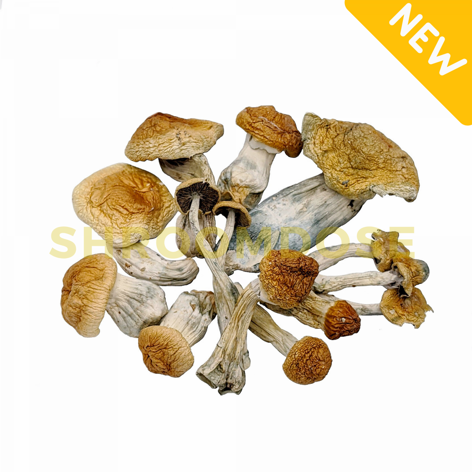 Penis Envy Mushrooms High Potency For Sale. Buy Penis Envy Shrooms.