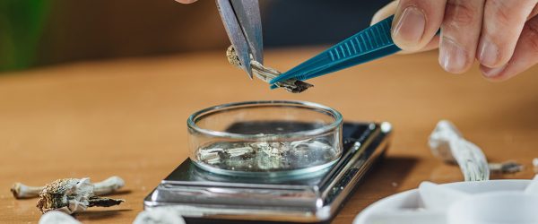 Microdosing Shrooms. Everything You Need To Know For Dosing Shrooms