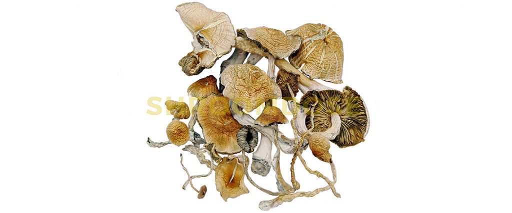 Bad Shroom Trip vs Good Shroom Trip. What You Need To Know For Each